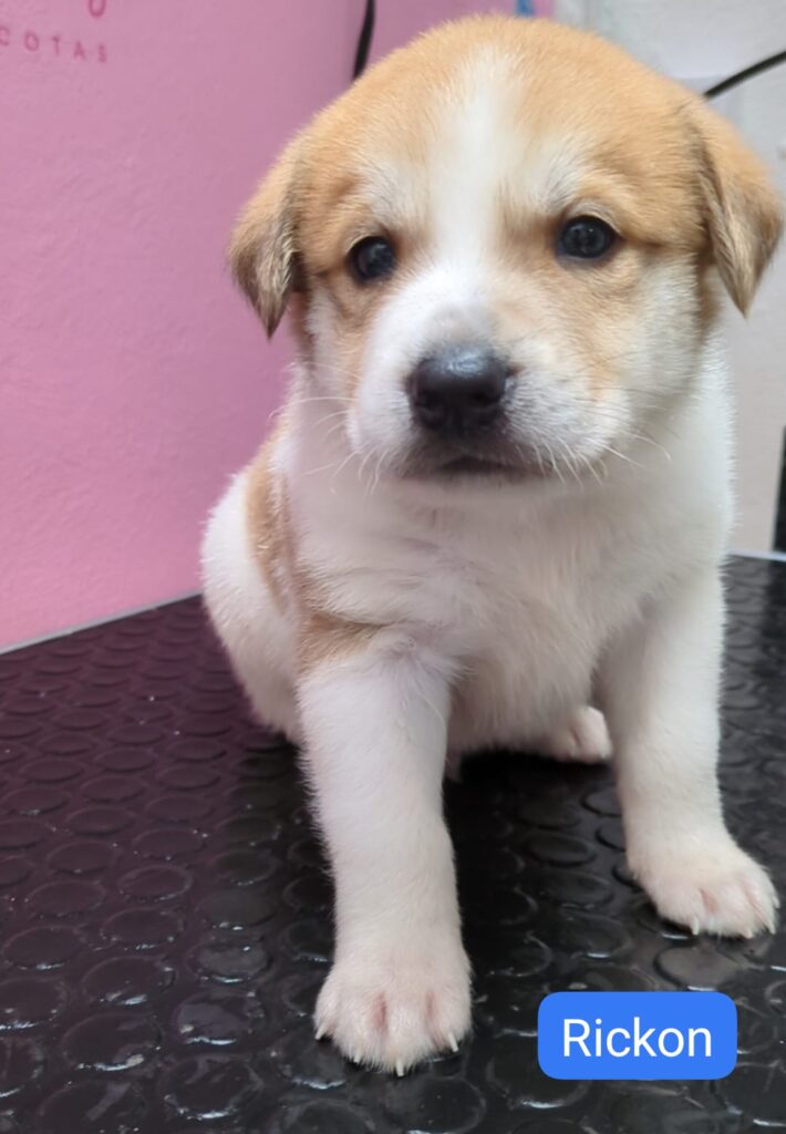 RICKON – Adoptist