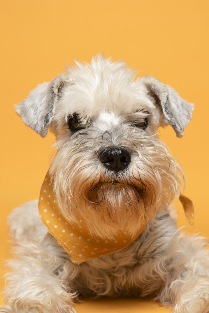 NICOLÁS – Adoptist