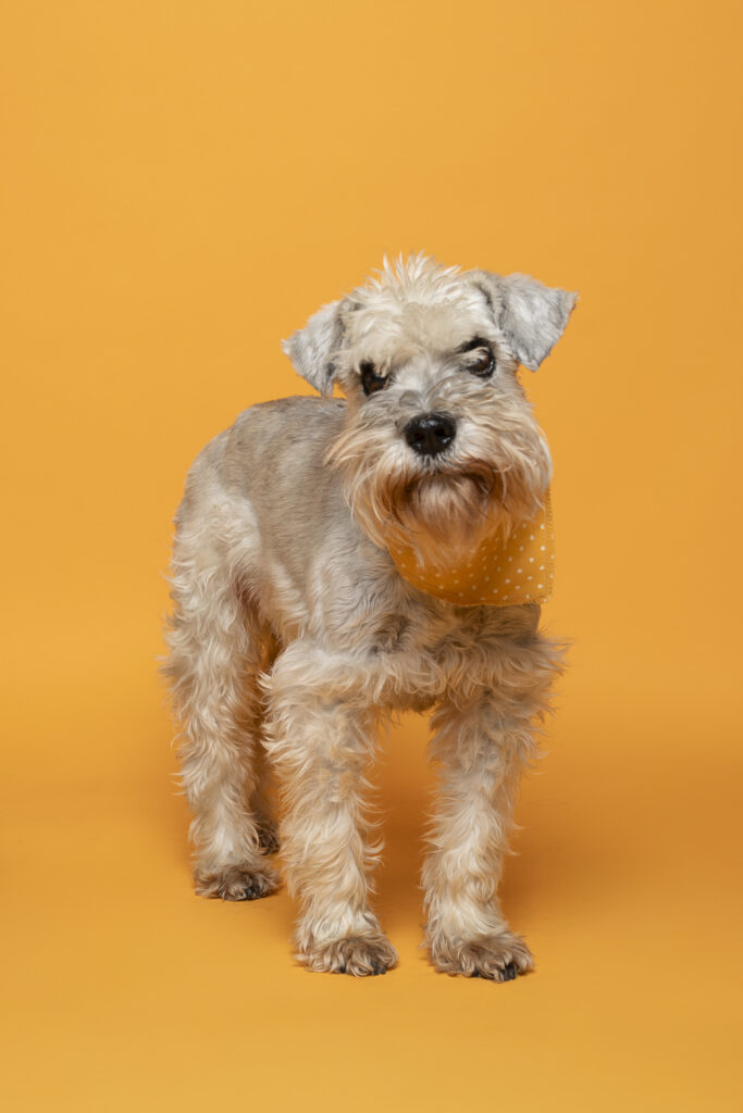 NICOLÁS – Adoptist