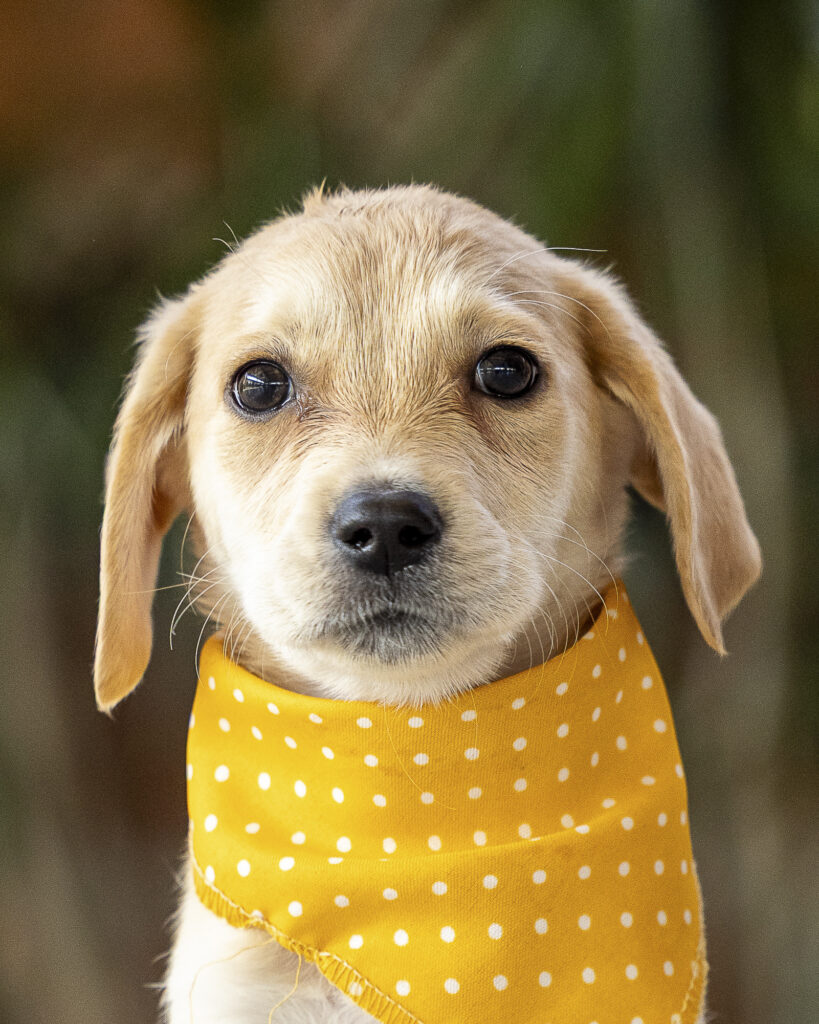 MINI MAGGIE – Adoptist