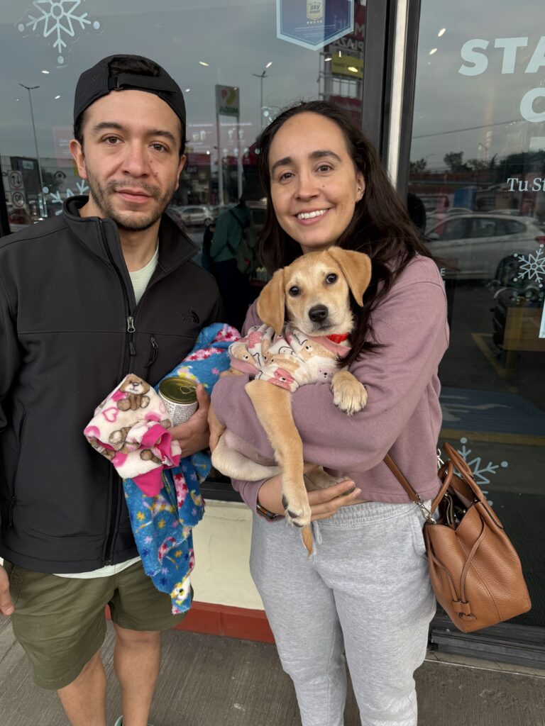 MINI MAGGIE – Adoptist